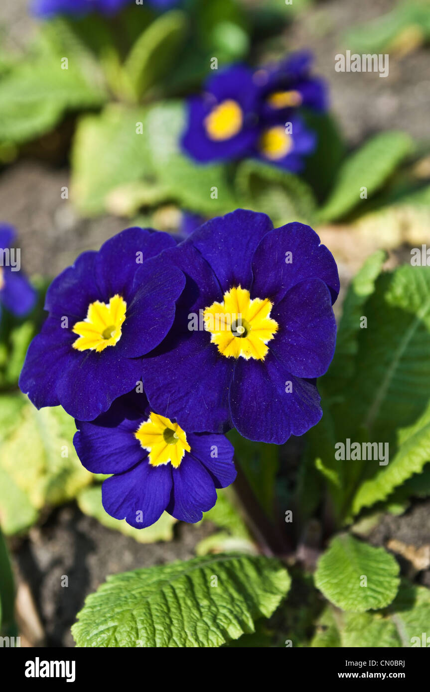 Purple Primula spring flowers Stock Photo - Alamy
