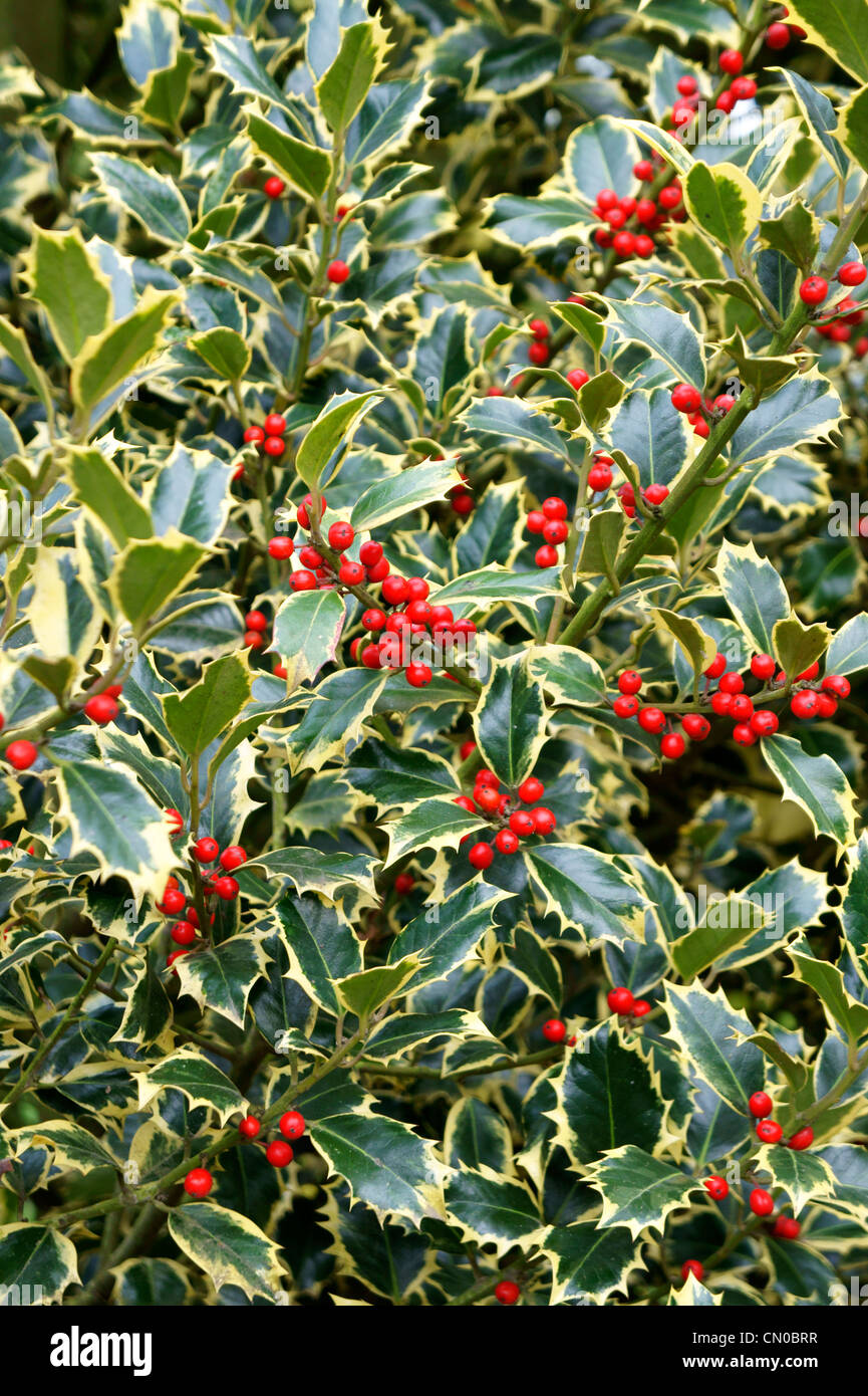 Close-up of Holly Tree showing Leaves and Berries (Ilex sp Stock Photo ...
