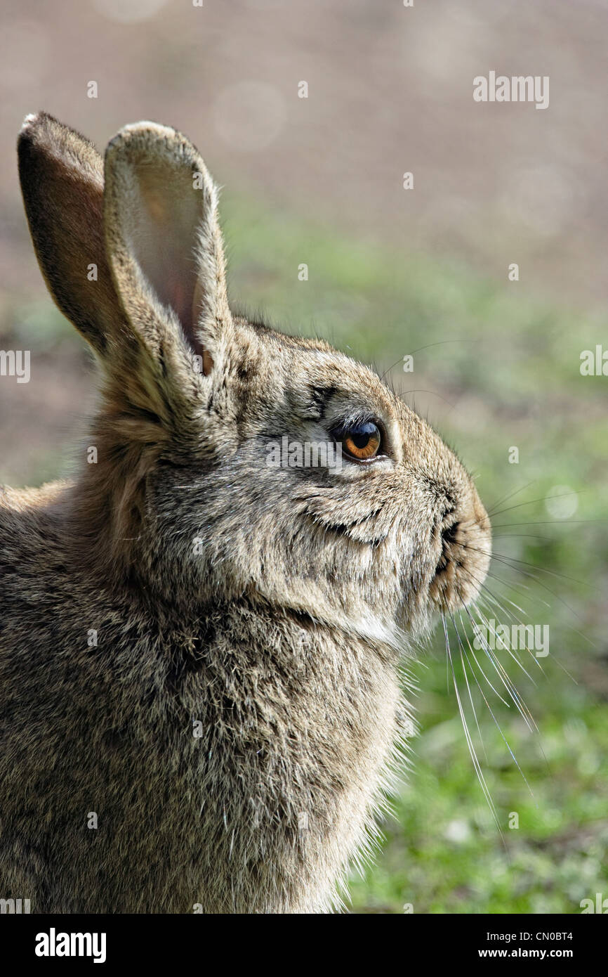 A profile portrait of a wild rabbit (Oryctolagus cuniculus Stock Photo ...