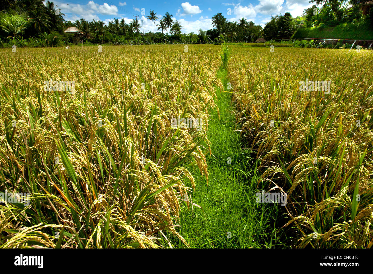 Rice field at Ubud, Bali, Indonesia Stock Photo - Alamy