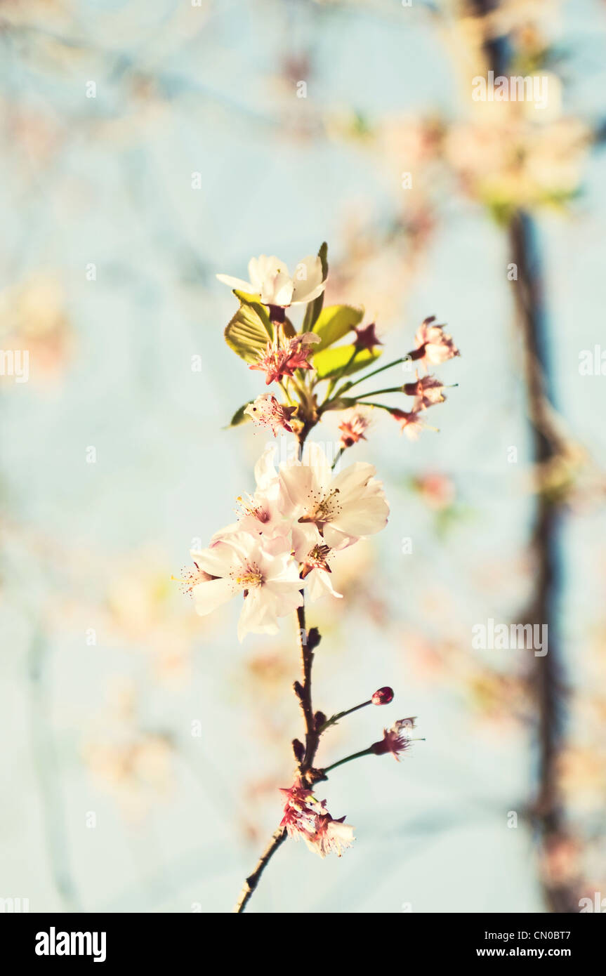 Spring Blossom with vintage effect Stock Photo - Alamy
