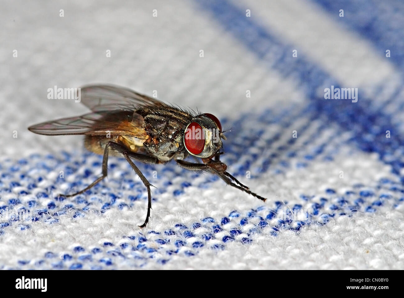 House fly (Musca domestica) on a table-cloth Stock Photo - Alamy