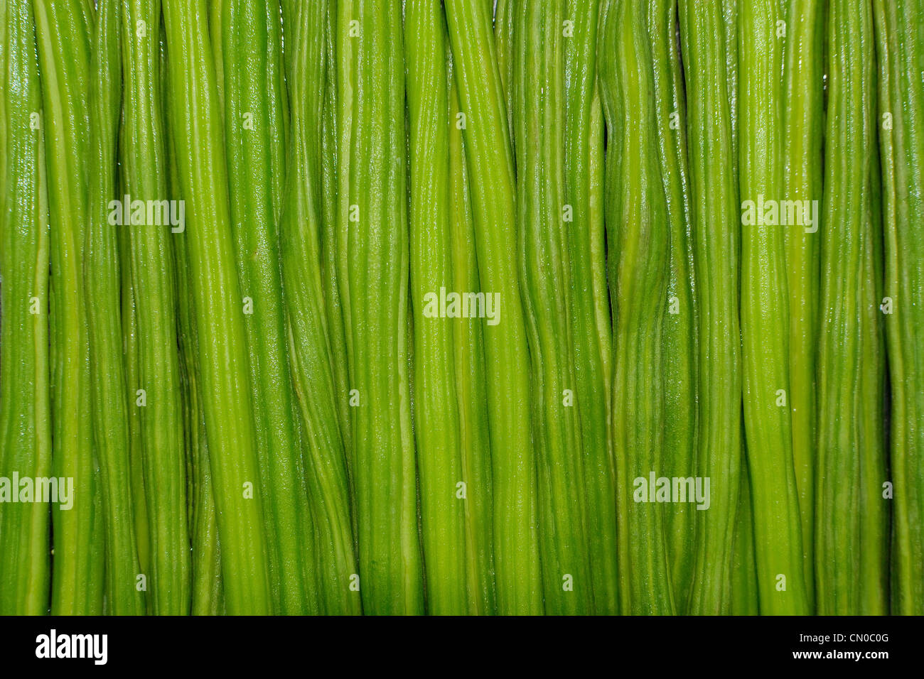Moringa oleifera hi-res stock photography and images - Alamy