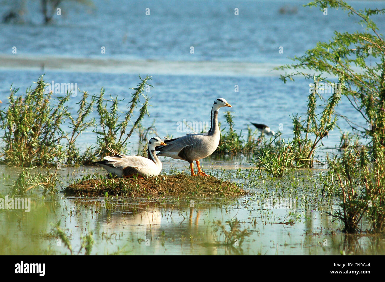 Bar-headed goose at south India, kunthankulam, Tamil nadu Stock Photo ...