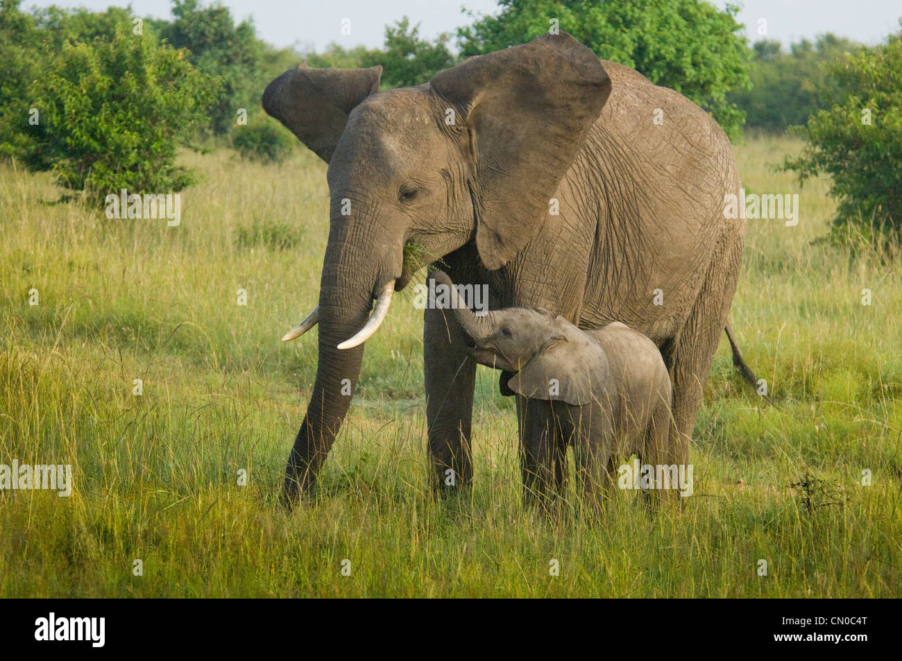 Elephant baby alongside mother, touching her with trunk (Loxodonta ...