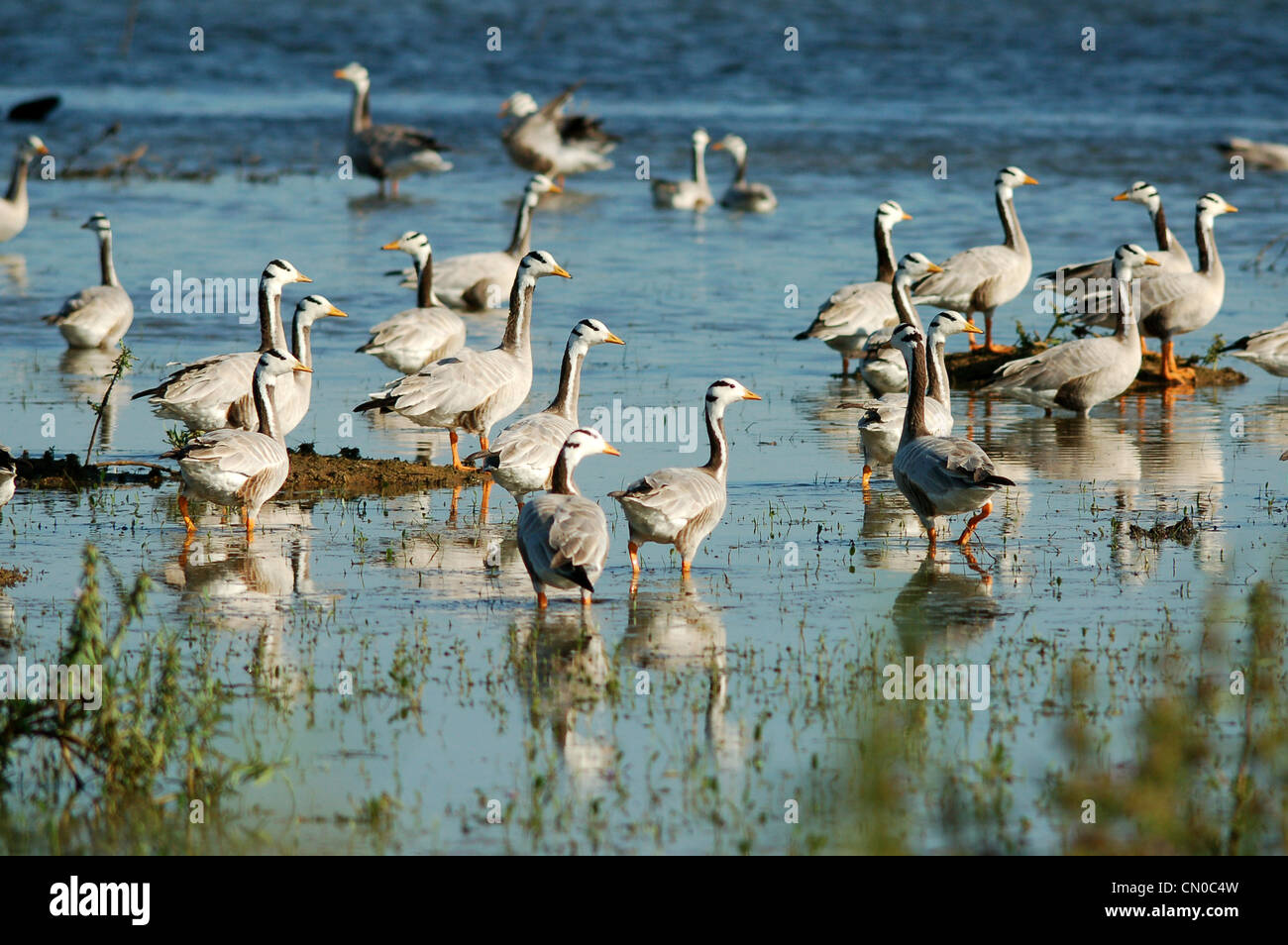 Bar-headed goose at south India, kunthankulam, Tamil nadu Stock Photo ...