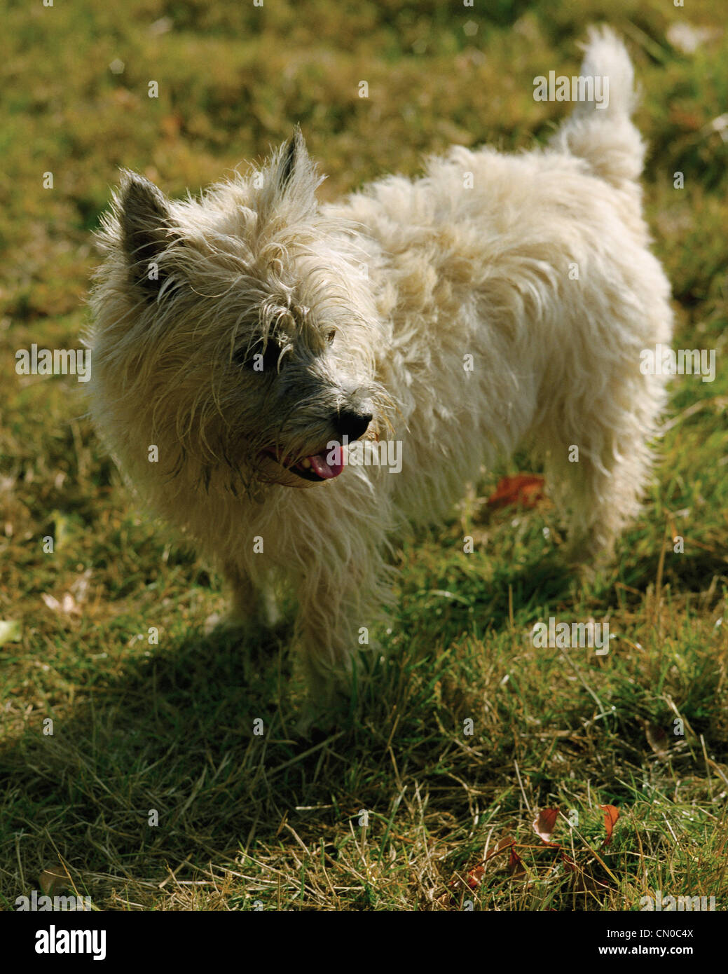 Cairn terrier wheaten hi-res stock photography and images - Alamy