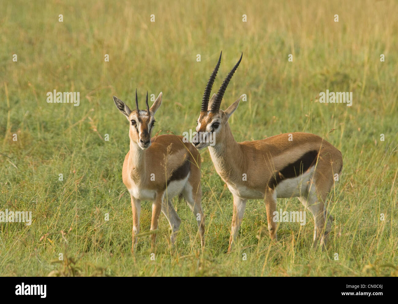 Male and female Thomson's gazelles Stock Photo - Alamy
