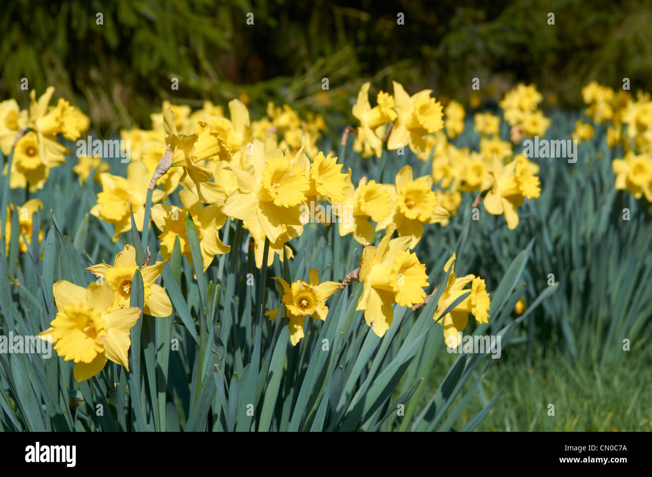 Drifts of daffodils in spring at Sir Harold Hillier Gardens, near ...