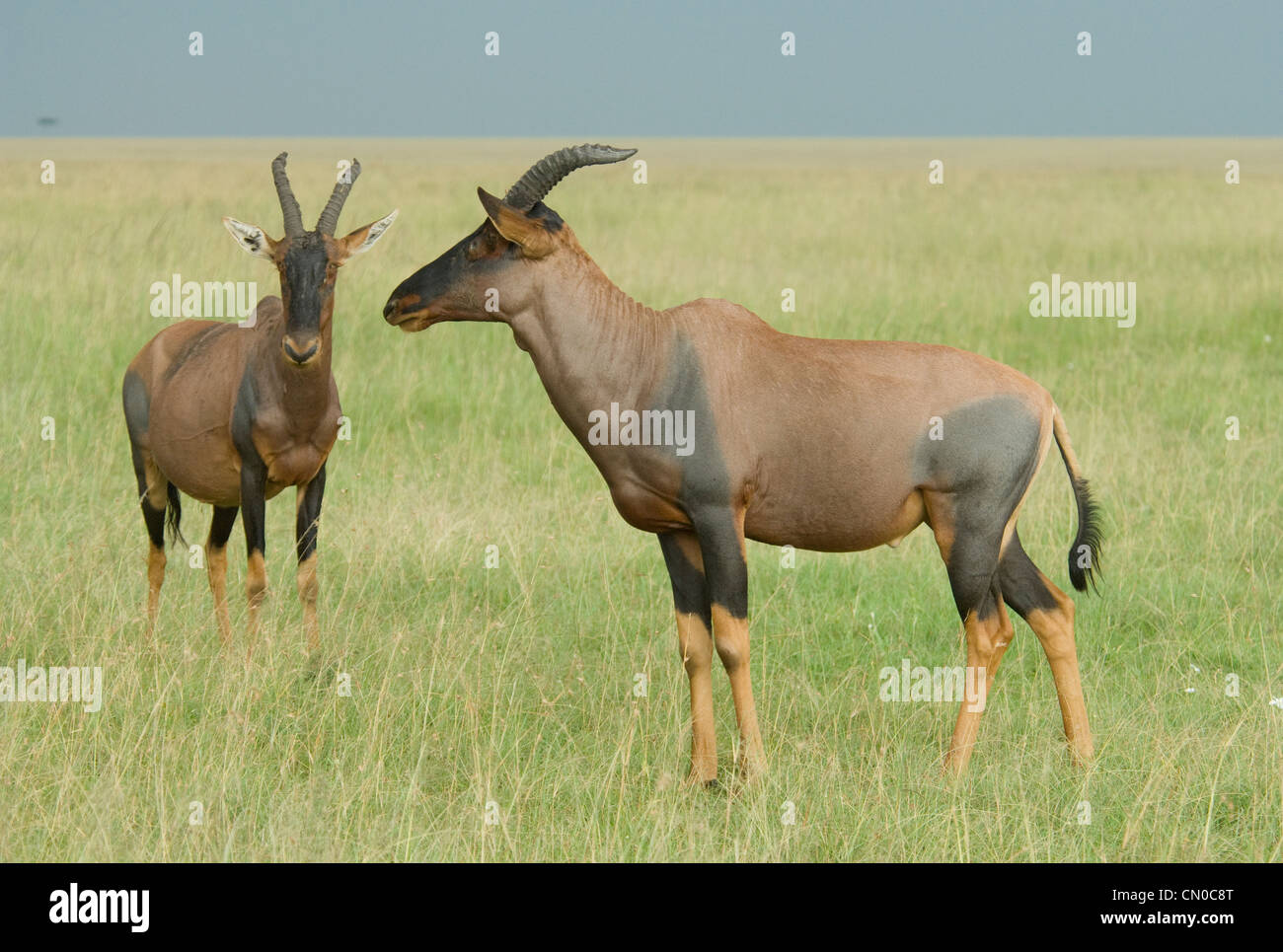 Two Topis standing in plains Stock Photo - Alamy