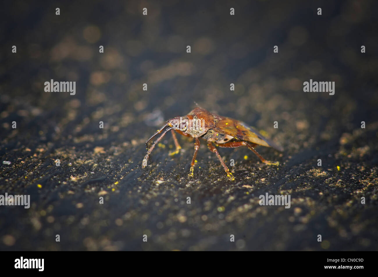 Close up view of a Weevil Stock Photo - Alamy