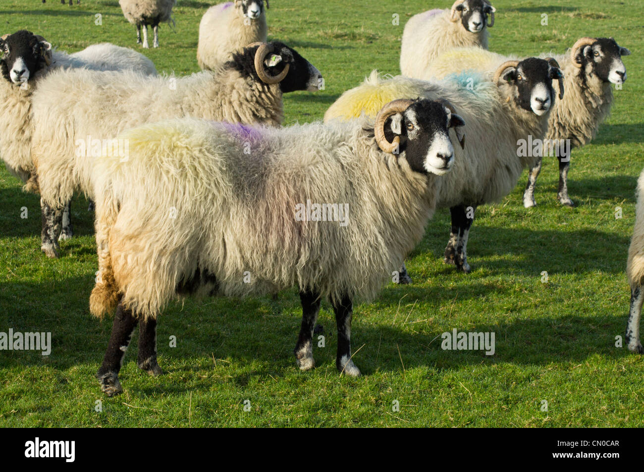 Sheep and cattle farm hi-res stock photography and images - Alamy