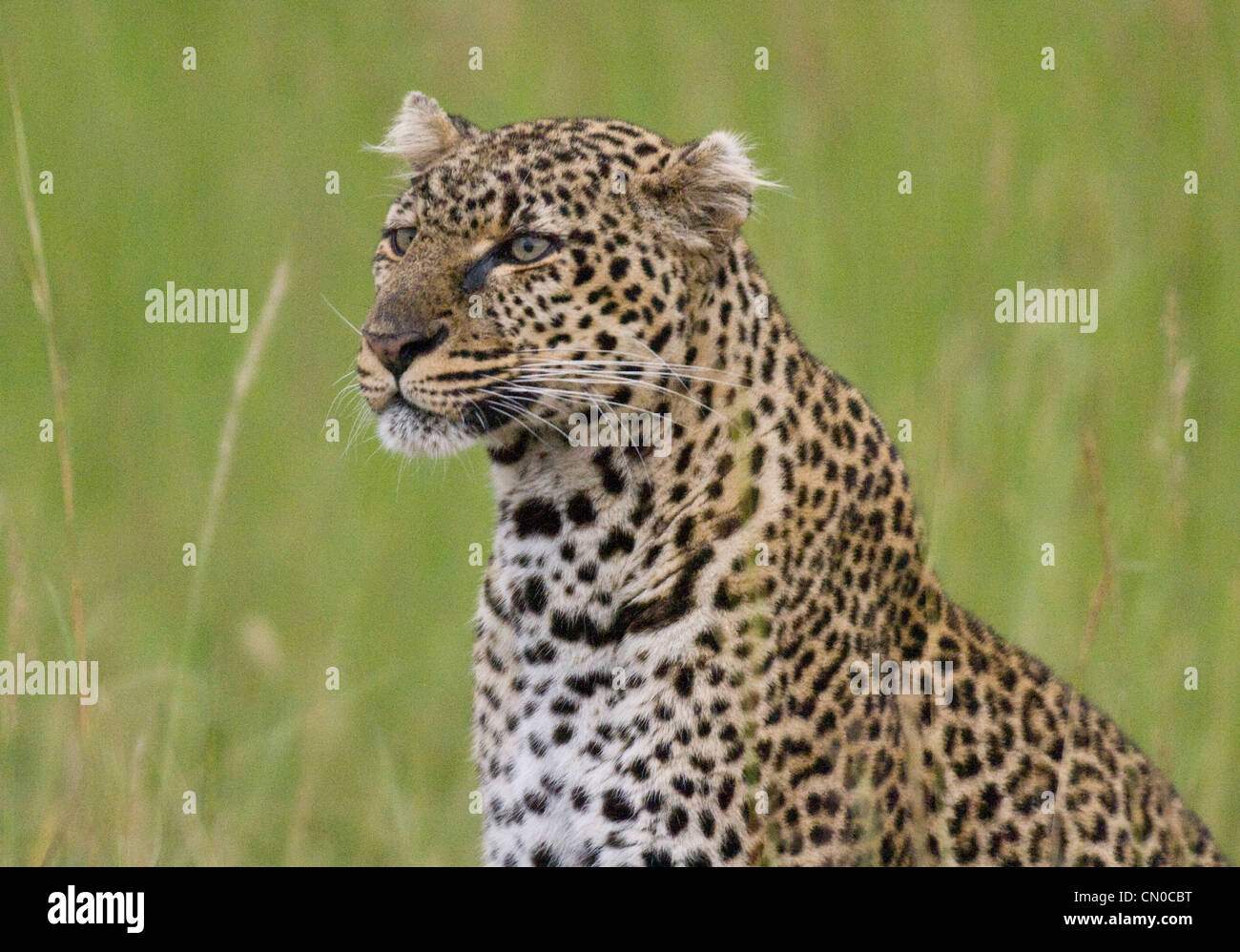 Leopard head shot hi-res stock photography and images - Alamy