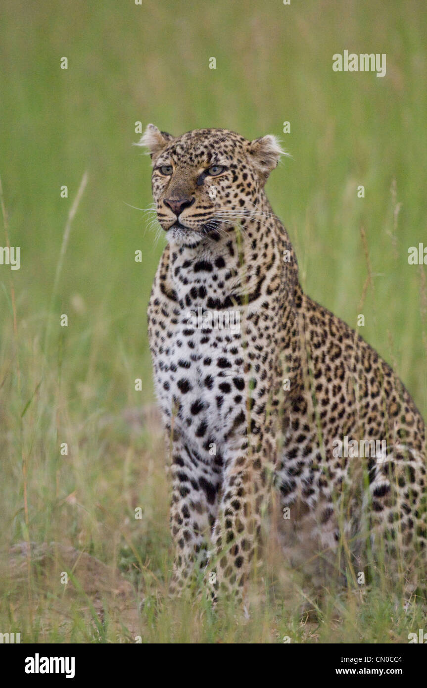 Adult leopard looking hi-res stock photography and images - Alamy
