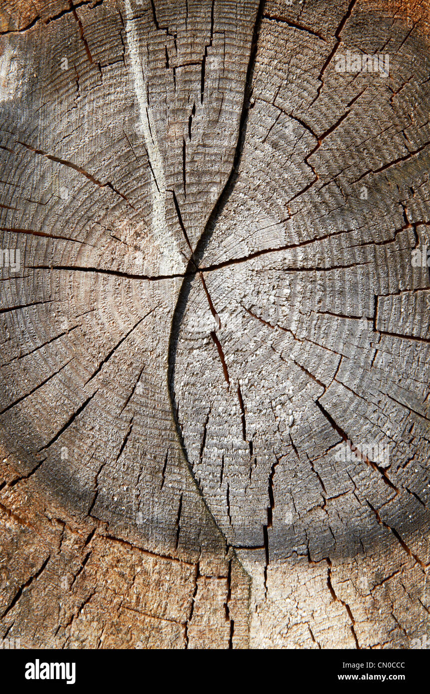 Cut logs showing end grain and annular growth rings Stock Photo - Alamy