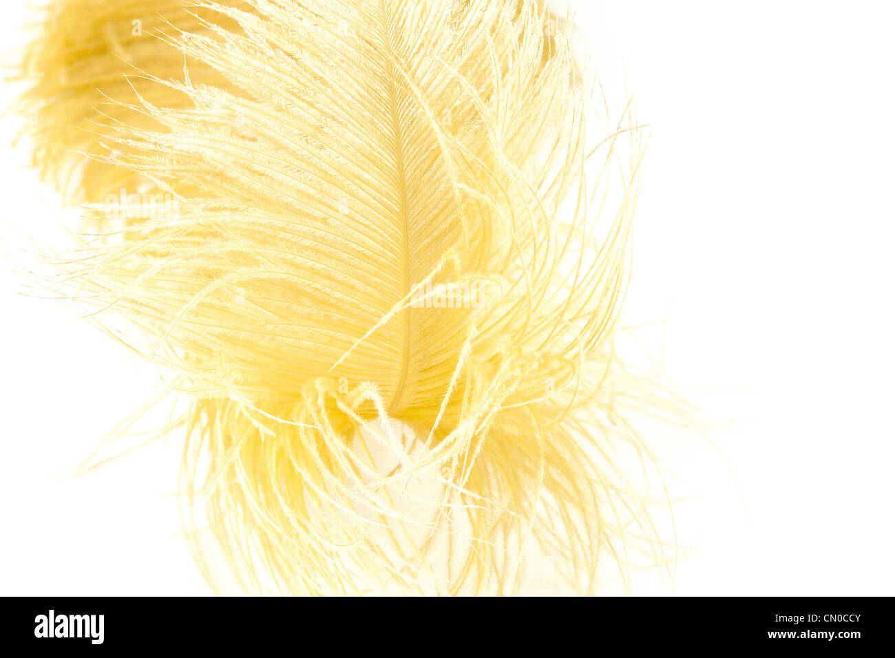 Nice feather hi-res stock photography and images - Alamy