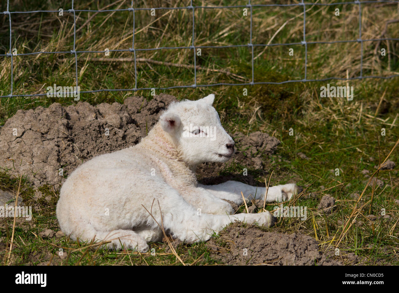 Friendly lamb hi-res stock photography and images - Alamy