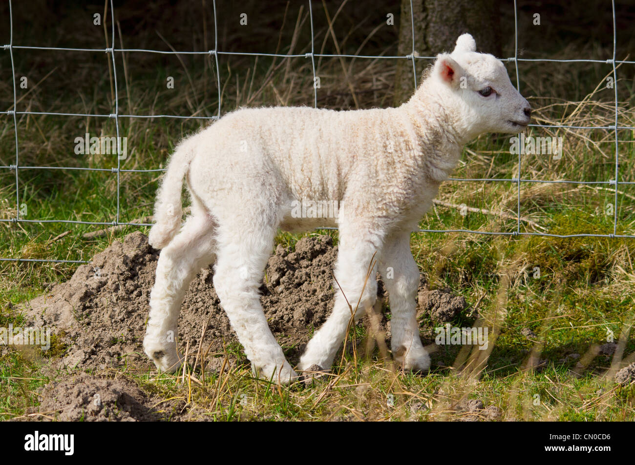 Cute baby lamb summer hi-res stock photography and images - Alamy