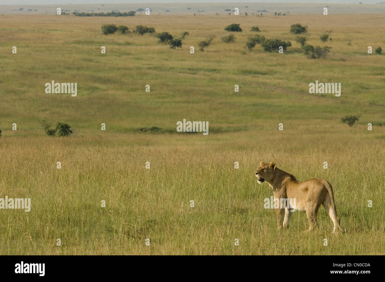 Lion standing on hillside and looking over plains Stock Photo - Alamy