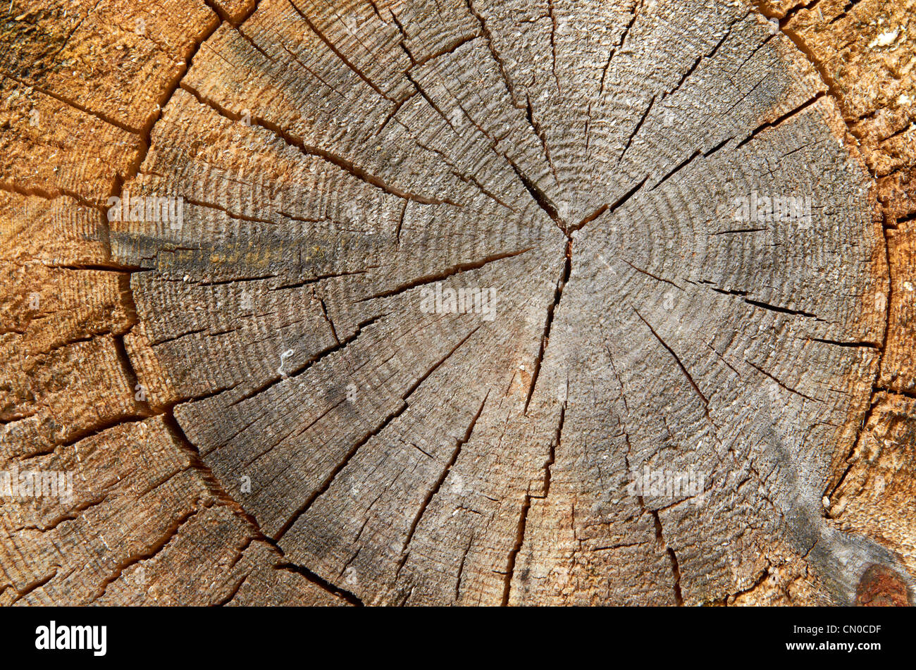 Cut logs showing end grain and annular growth rings Stock Photo - Alamy