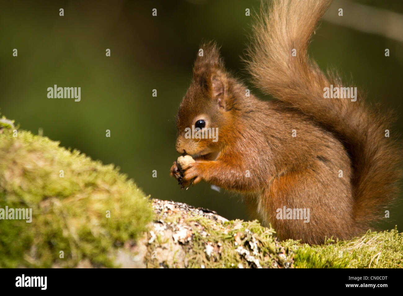 Wild Red Squirrel in North Yorkshire Stock Photo - Alamy