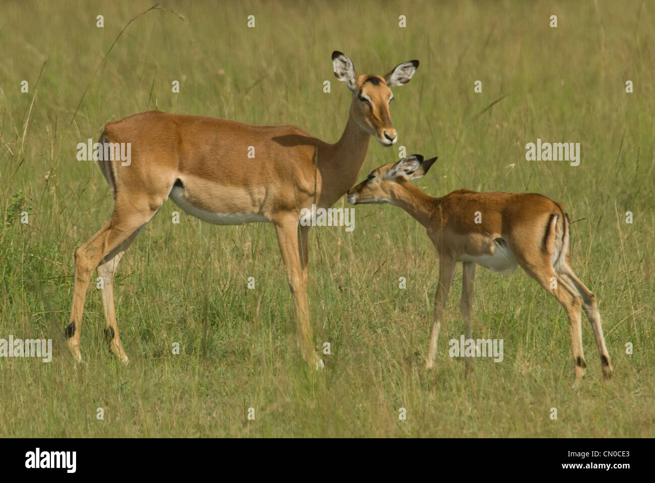 Impala mother and baby Stock Photo - Alamy