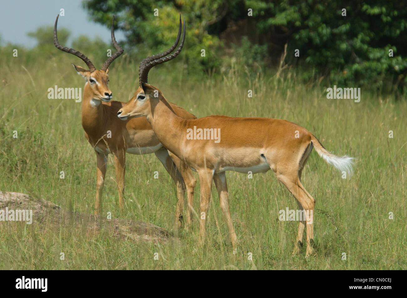 Male impalas together Stock Photo - Alamy