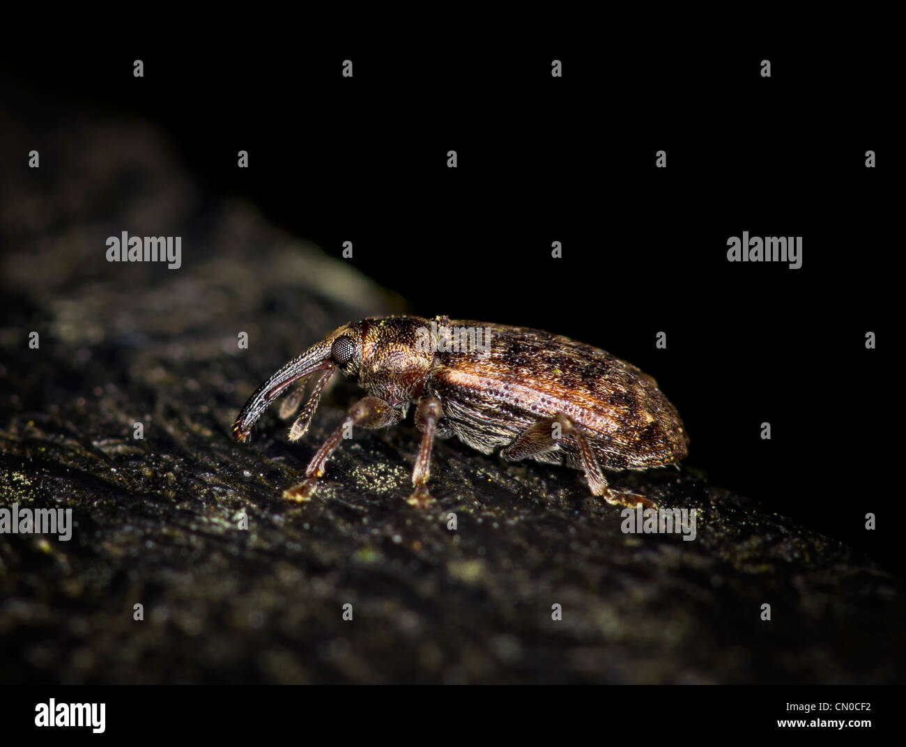 Close up view of a Weevil Stock Photo - Alamy