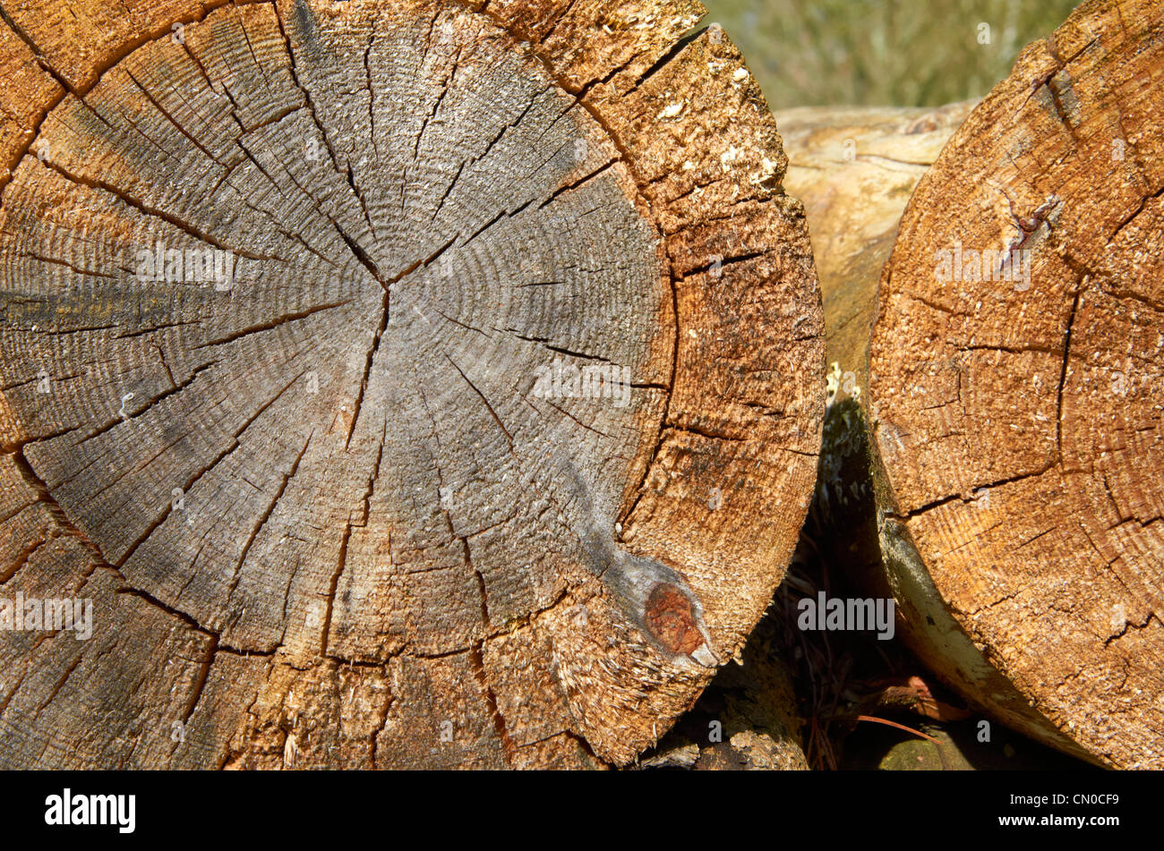 Cut logs showing end grain and annular growth rings Stock Photo - Alamy