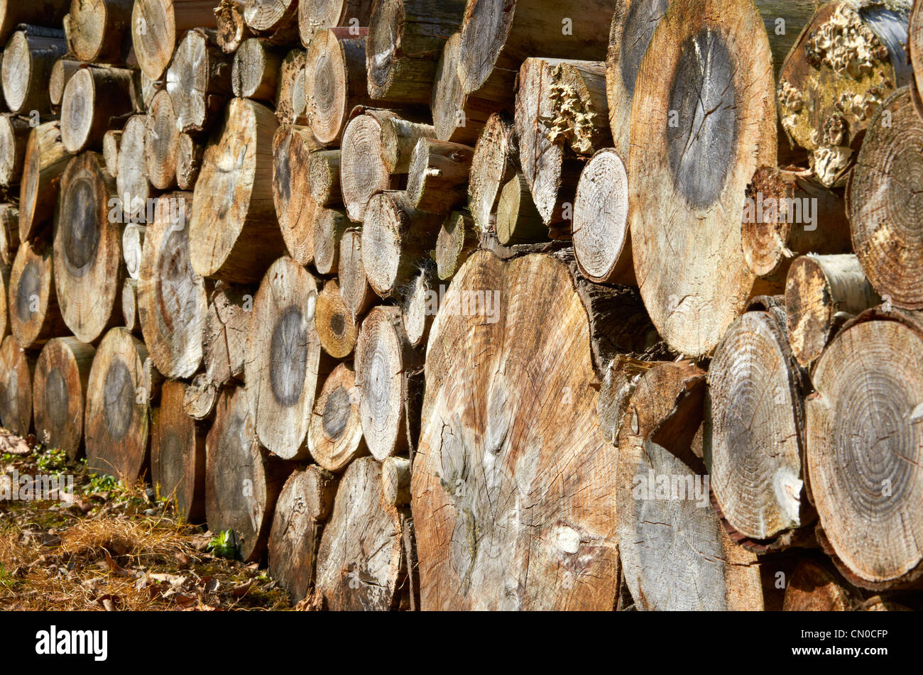 Cut end of logs hi-res stock photography and images - Alamy