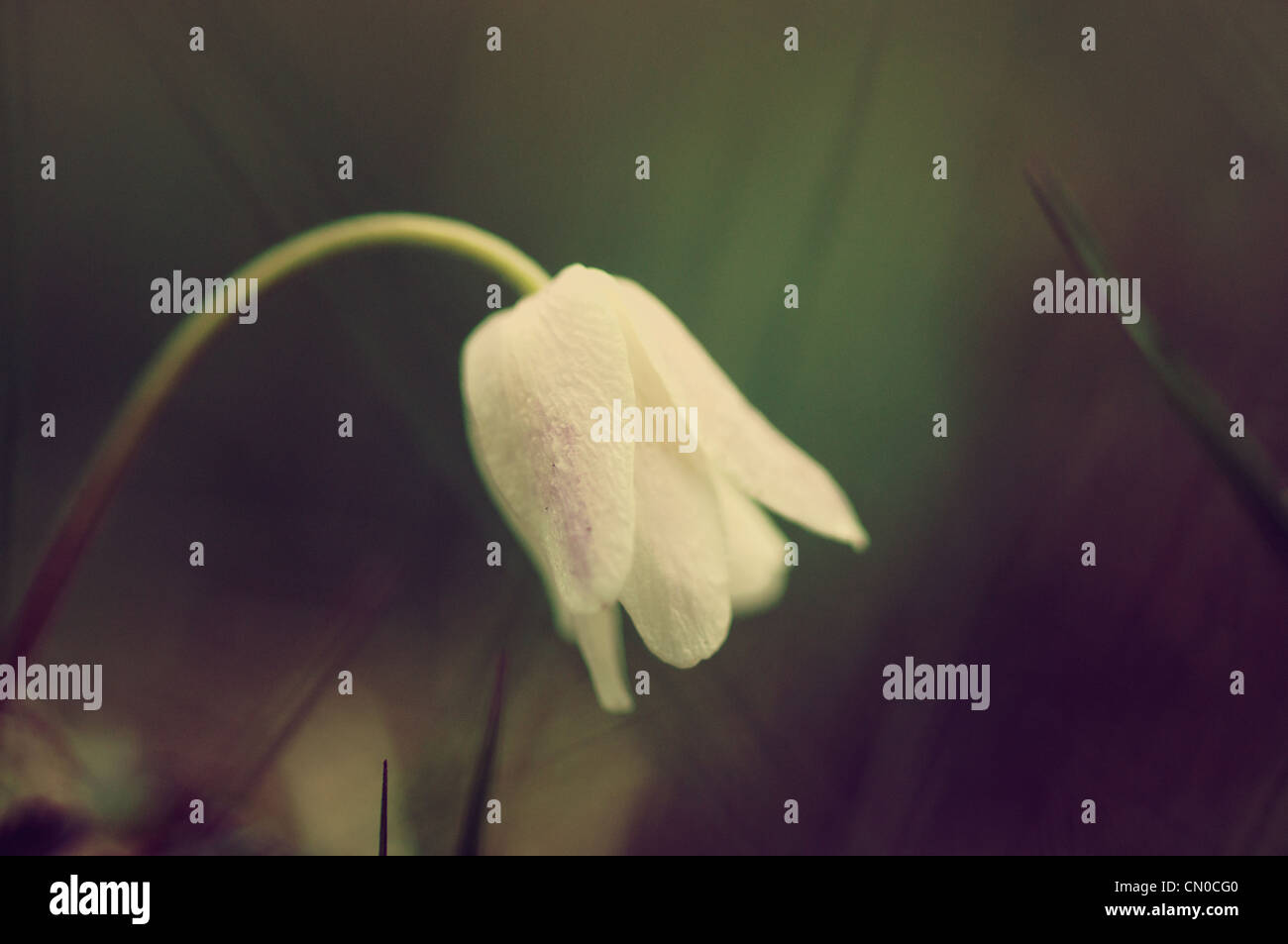 Wild white Spring flower Stock Photo - Alamy