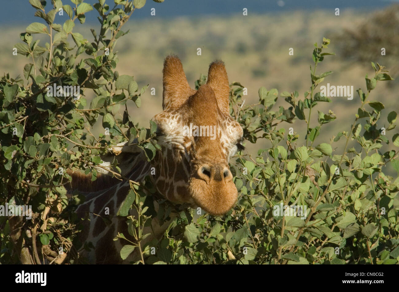 Reticulated giraffe peering through bushes-head shot Stock Photo - Alamy