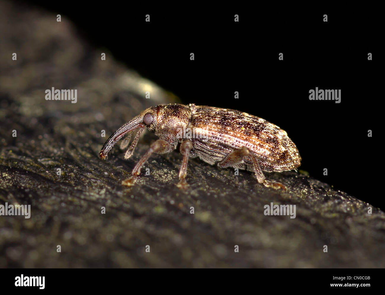 Close up view of a Weevil Stock Photo - Alamy