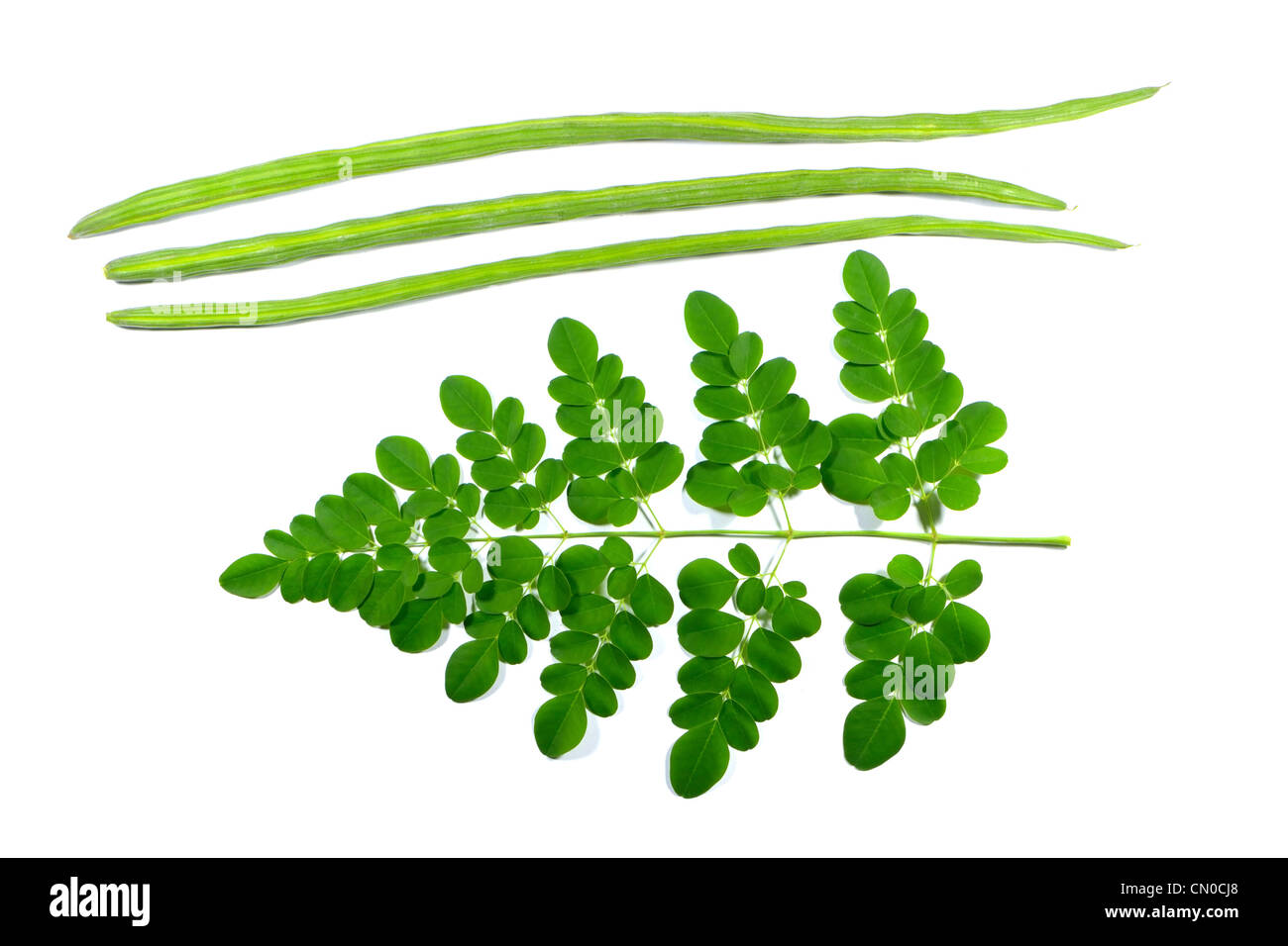 a branch of miracle leaves and drumstick with scientific name moringa ...