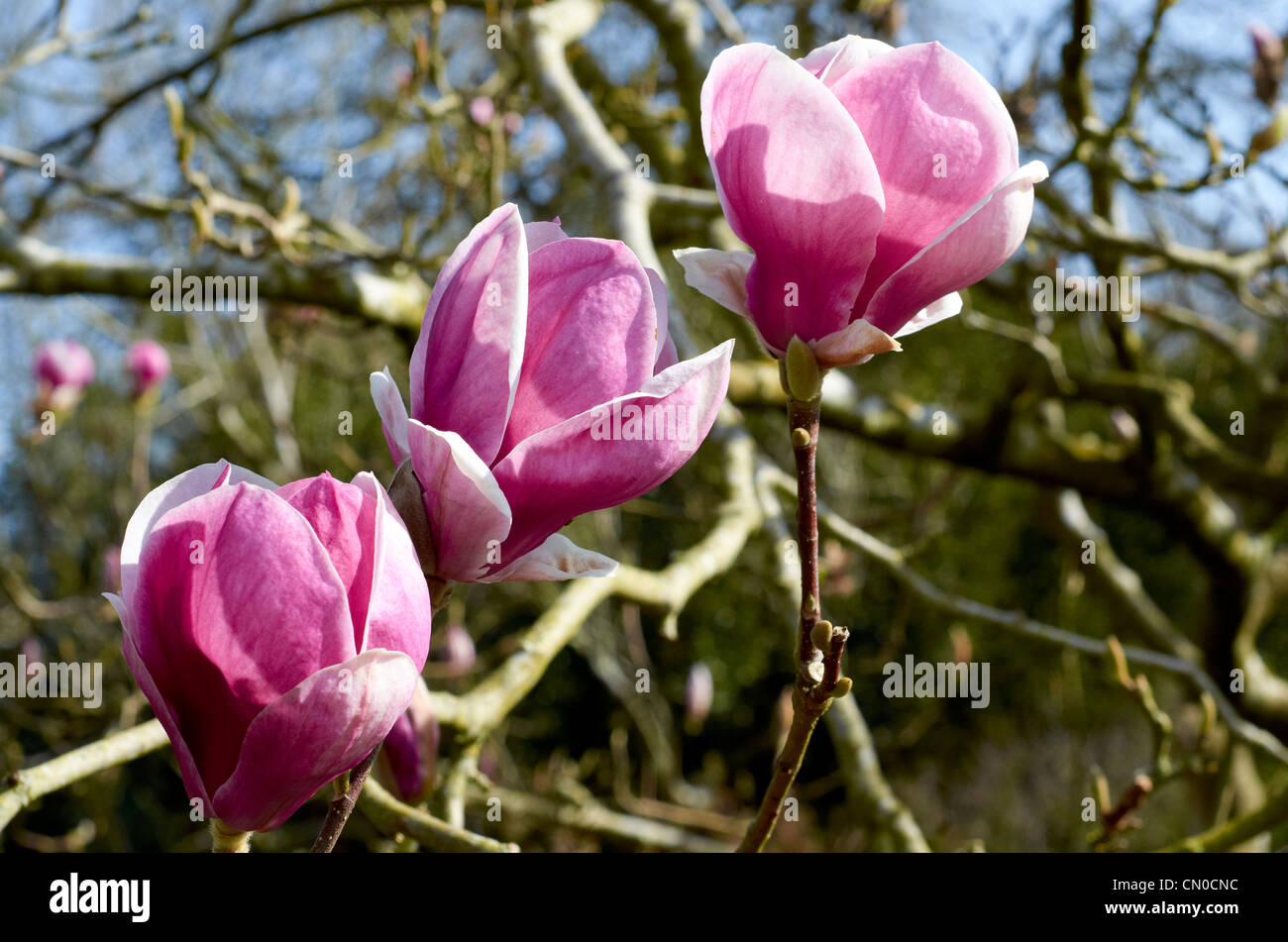 Magnolia X Soulangeana "Rustica Rubra at the Sir Harold Hillier Gardens ...