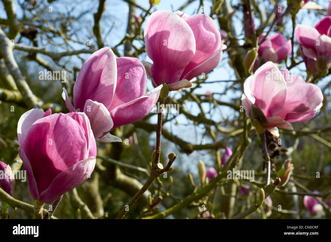 Magnolia x soulangiana rustica rubra hi-res stock photography and ...