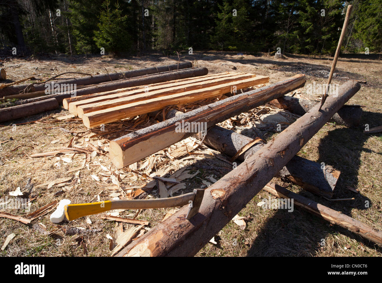 Spruce logs ( picea abies , fir ) are debarked and cut to beams and ...