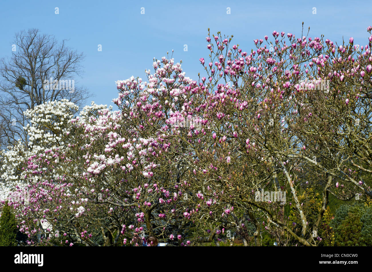 White magnolia x alba hi-res stock photography and images - Alamy