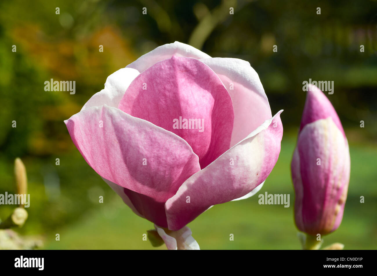 Magnolia soulangeana rustica rubra hi-res stock photography and images ...