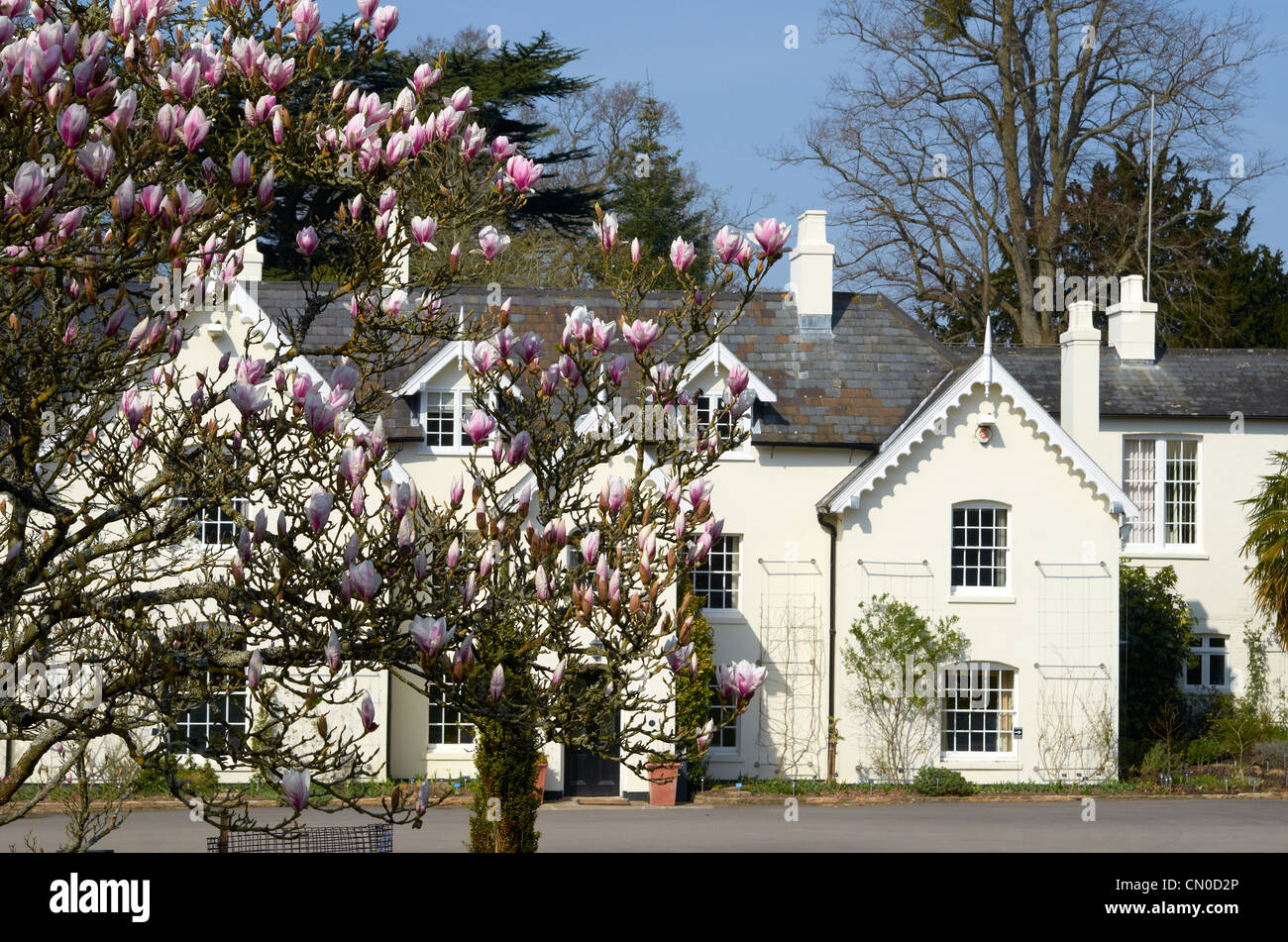 Magnolia X Soulangeana 'Rustic Rubra ' (pink) and Magnolia X ...