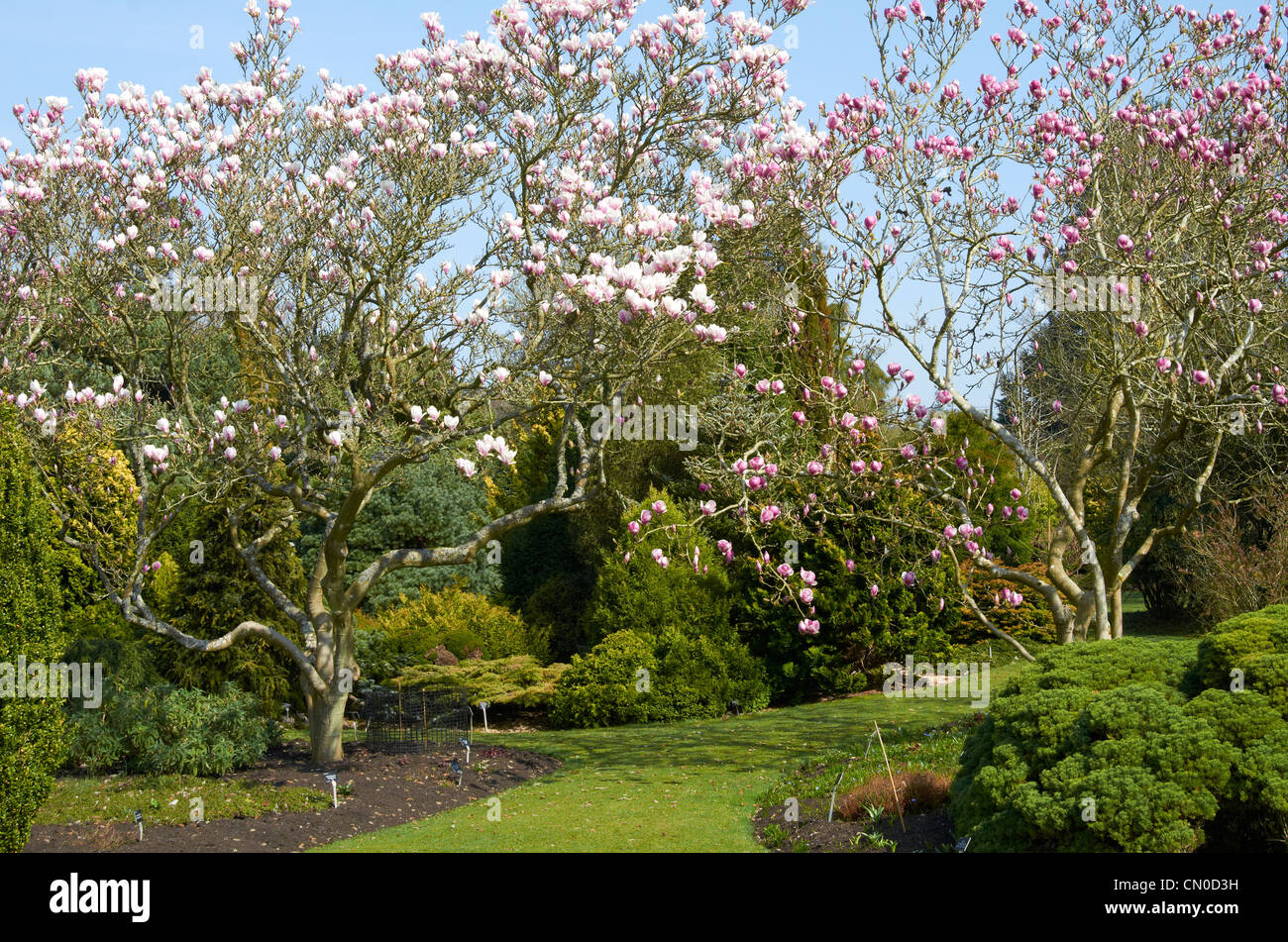 Magnolia x soulangeana rubra hi-res stock photography and images - Alamy