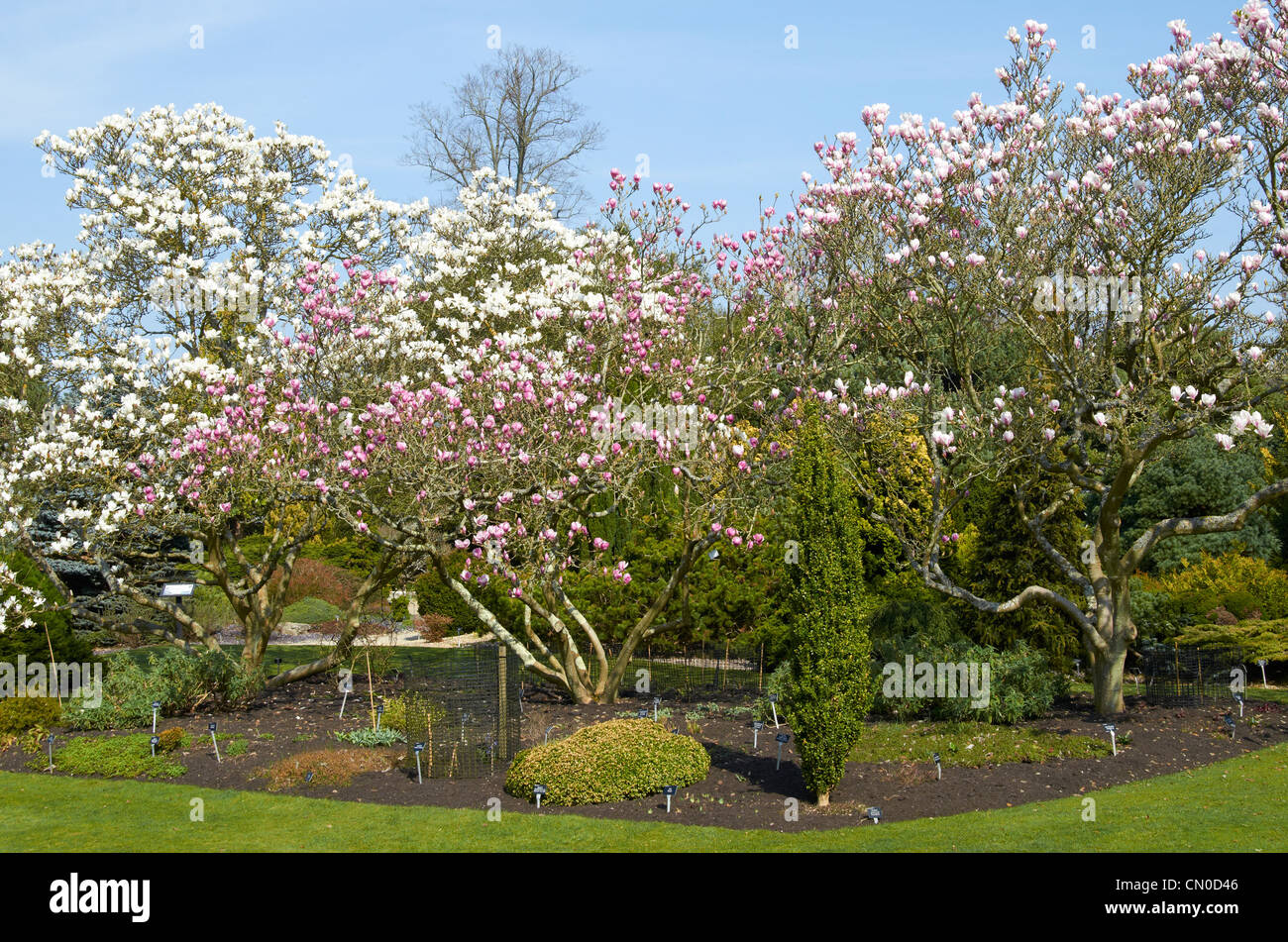 Magnolia X Soulangeana 'Rustic Rubra ' (pink) and Magnolia X ...