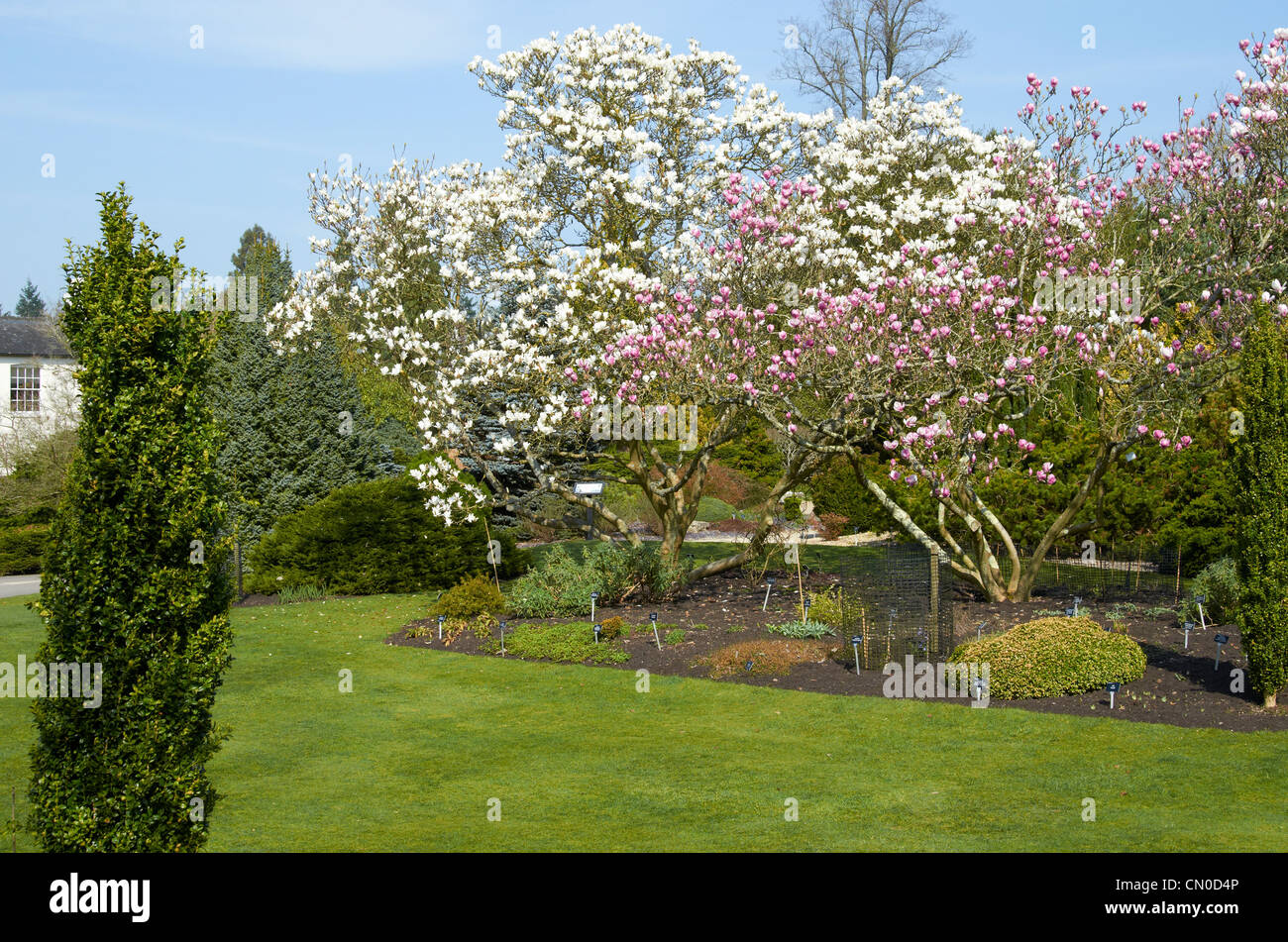 Magnolia X Soulangeana 'Rustic Rubra ' (pink) and Magnolia X ...