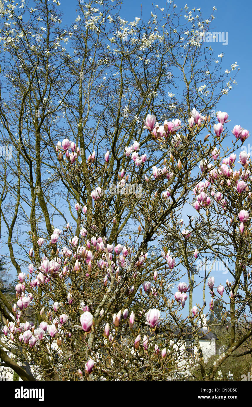 Magnolia X Soulangeana 'Rustic Rubra ' (pink) and Magnolia X ...