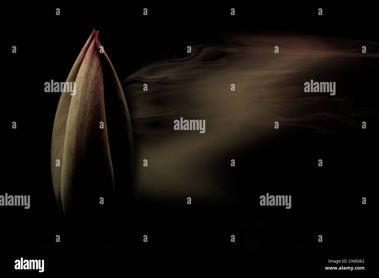 Transience and renewal hi-res stock photography and images - Alamy