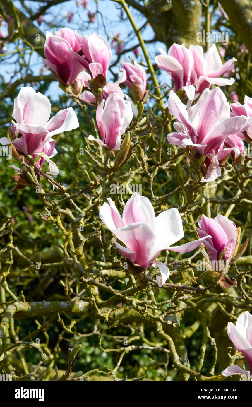 Magnolia X Soulangeana "Rustica Rubra at the Sir Harold Hillier Gardens ...