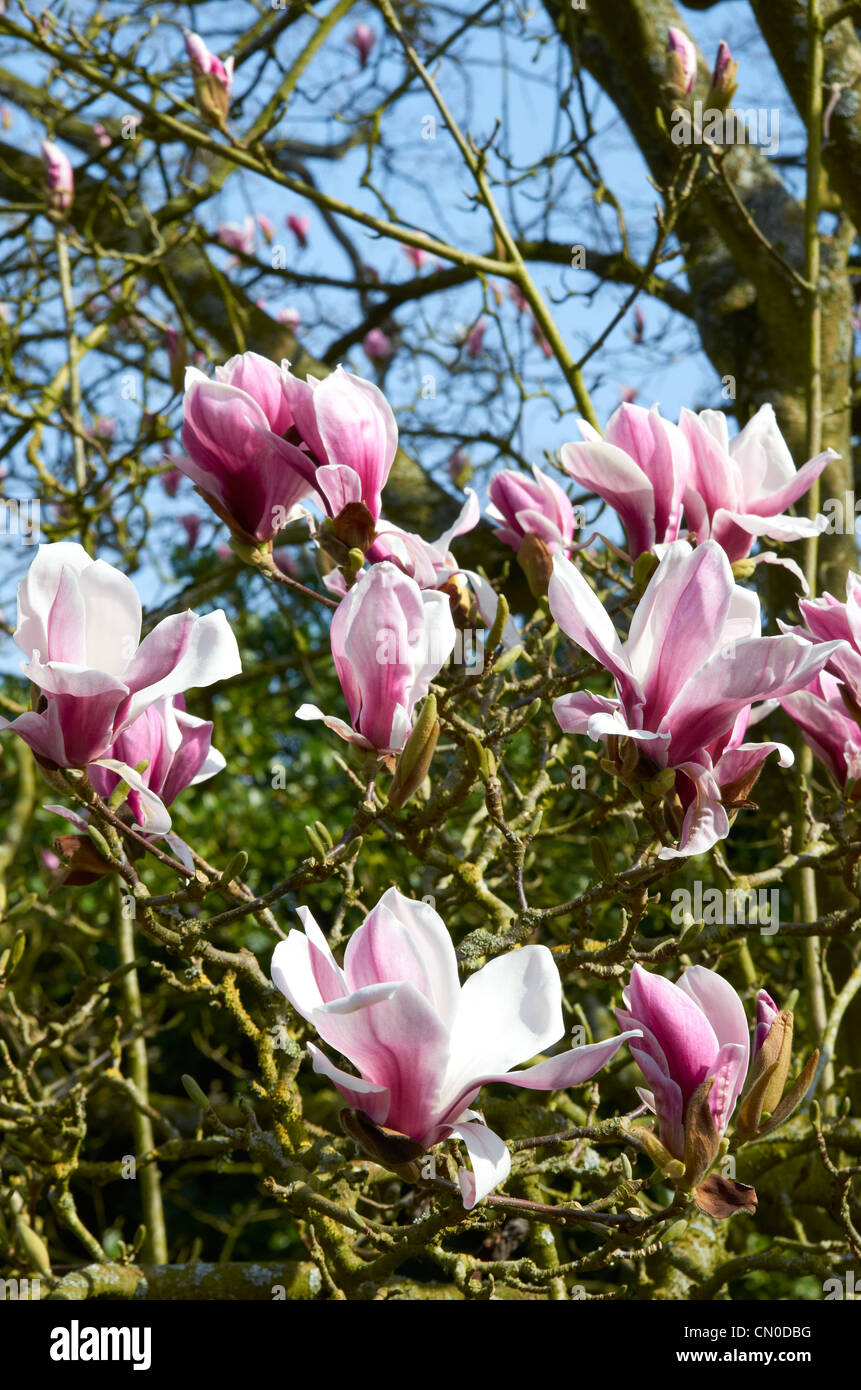 Magnolia soulangeana rustica rubra hi-res stock photography and images ...