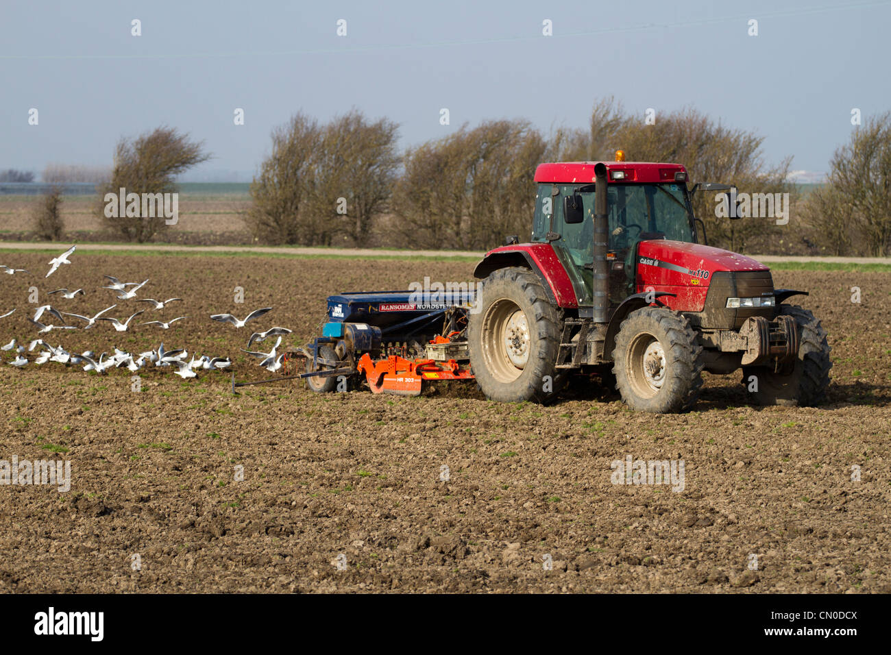 Spring Ploughing of Fields Ploughed Furrows and following Seagulls ...