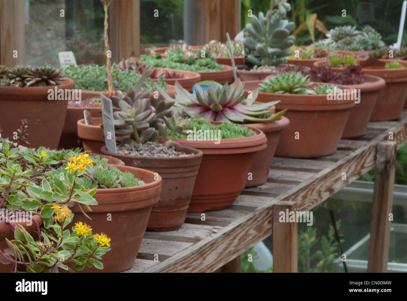 Alpines and succulents on a bench in an alpine greenhouse Stock Photo ...