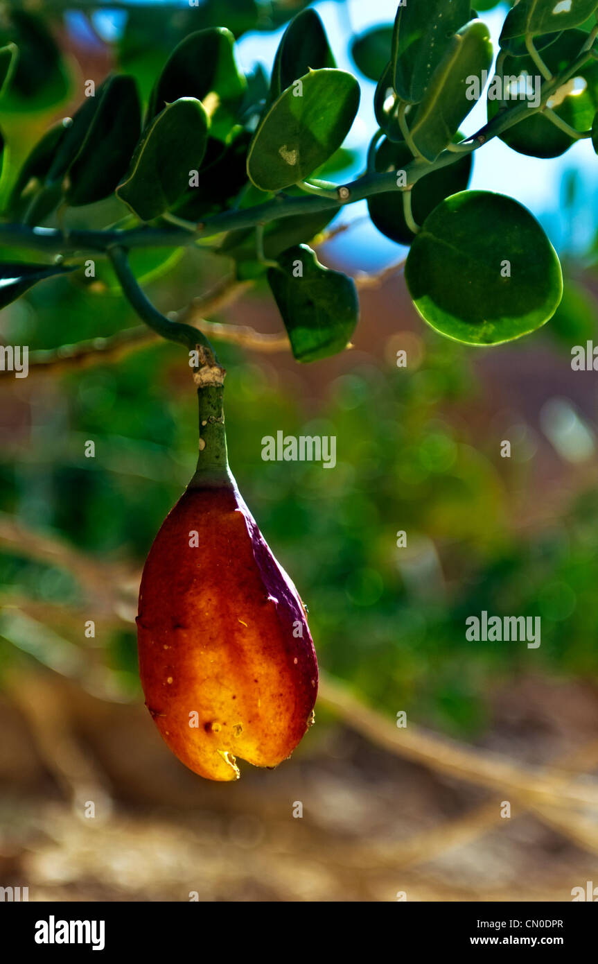 Caper- Fruit and Leaves Close-up Stock Photo - Alamy